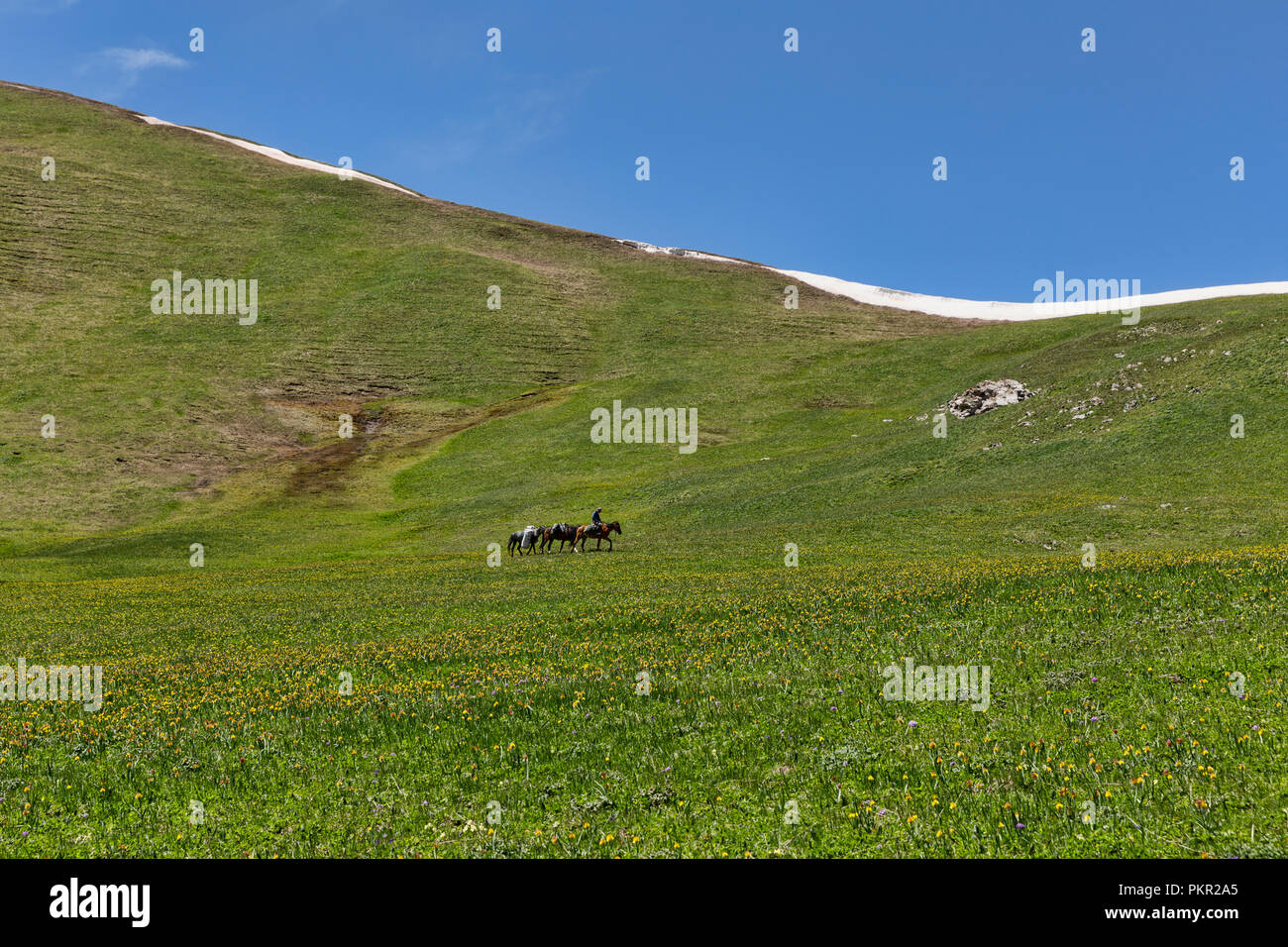 Kyrgyz horseman and packhorses cross high altitude pasture contrasted ...