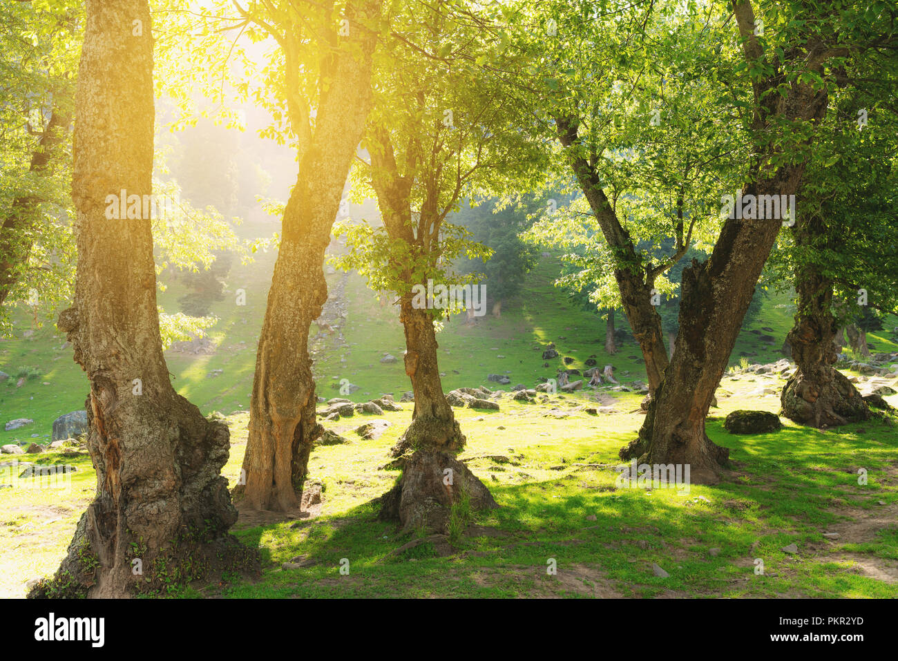 Sunlight in forests hi-res stock photography and images - Alamy