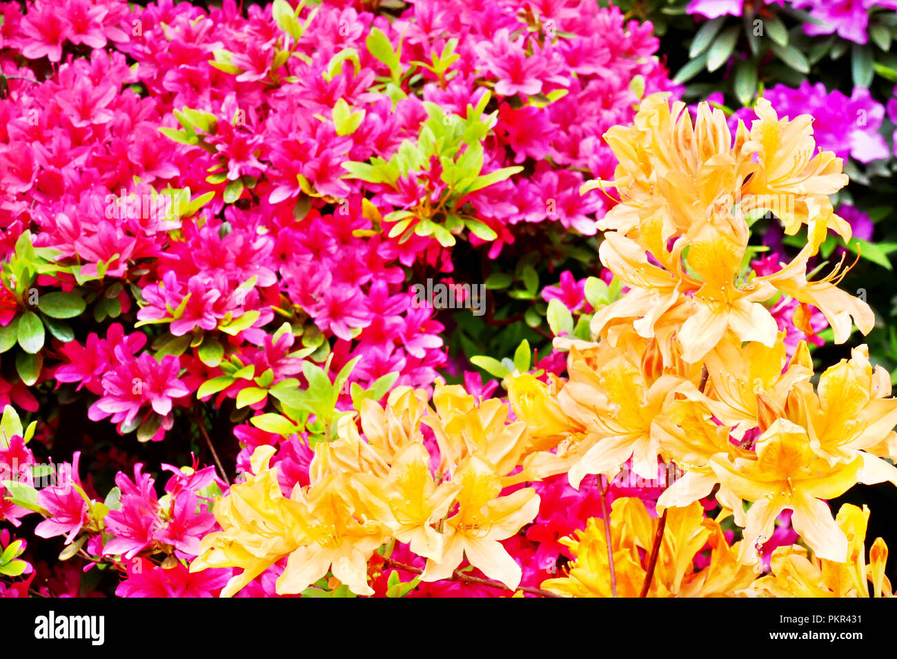 Beautiful yellow azalea flowers in full bloom with pink azaleas in the ...