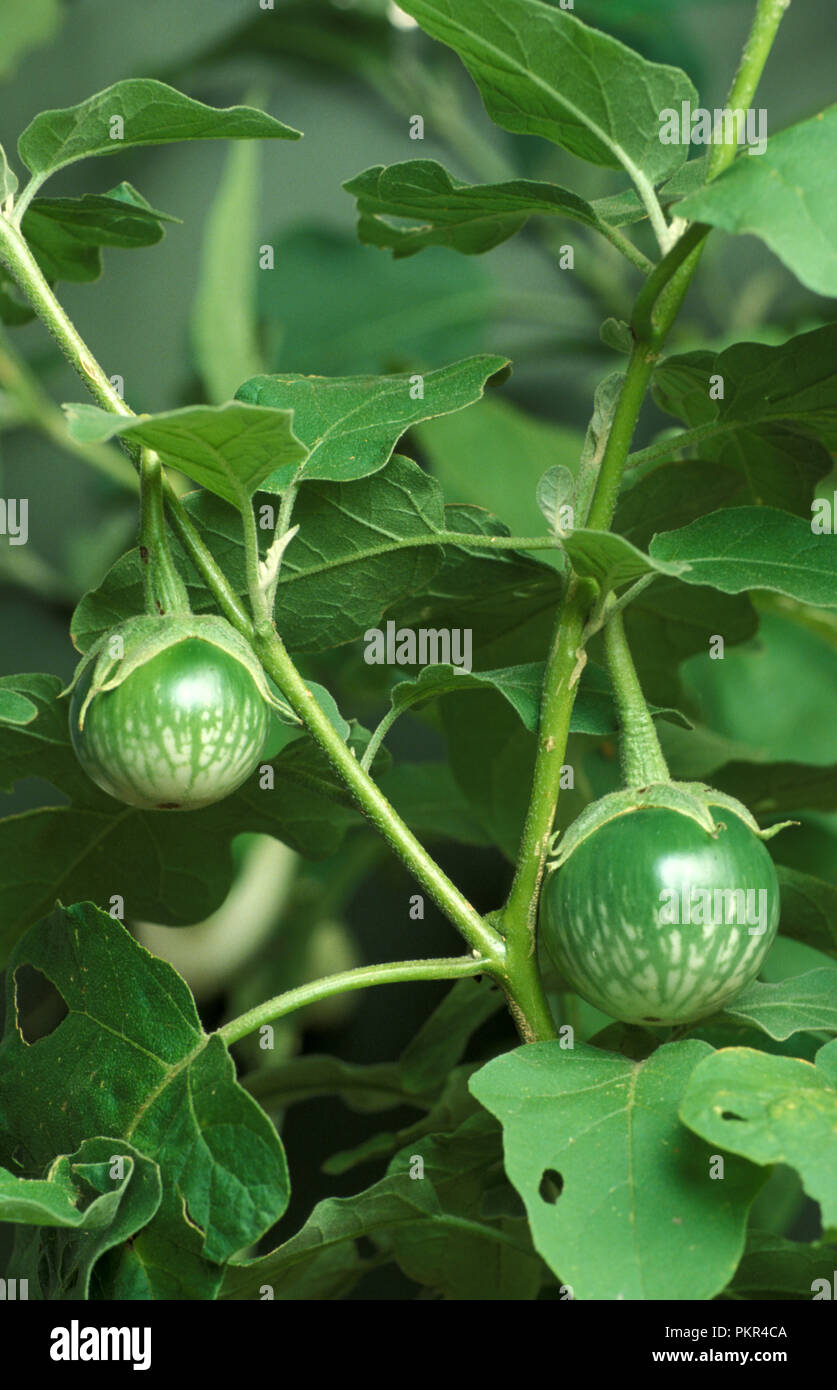 EGGPLANTS GROWING 'KERMIT' (SOLANUM MELONGENA Stock Photo - Alamy