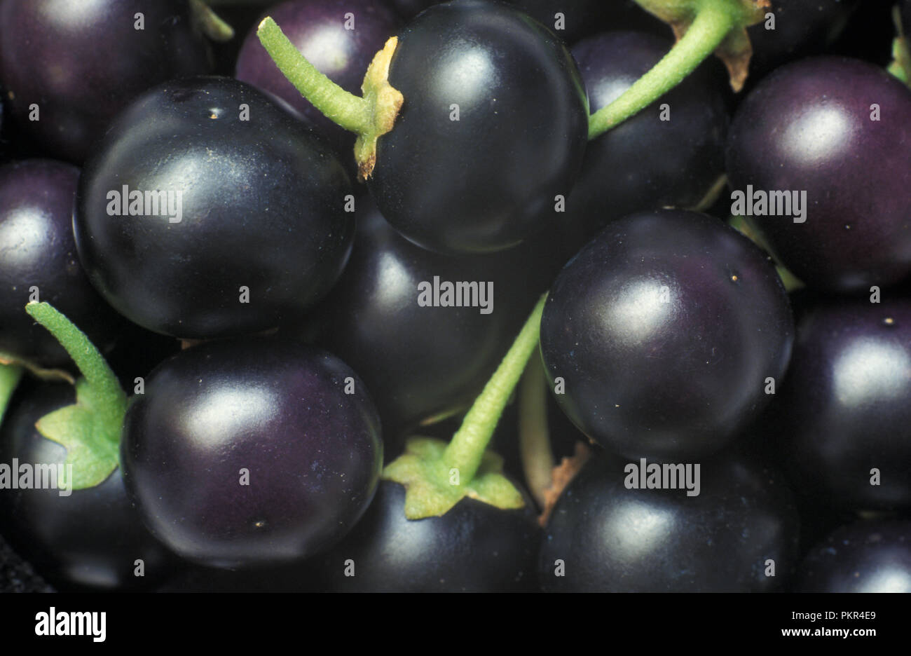 HARVESTED GARDEN HUCKLEBERRIES (SOLANUM X BURBANKII Stock Photo - Alamy