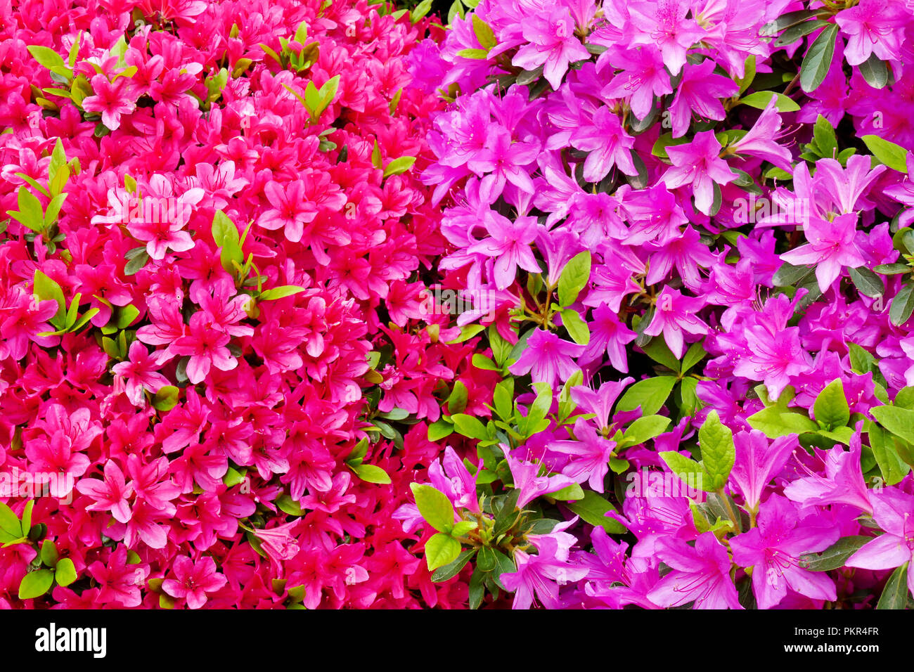 Azalea festival japan hi-res stock photography and images - Alamy