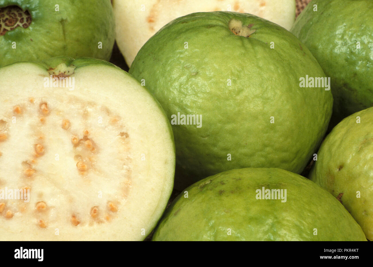 INDIAN GUAVA (WHITE-FLESHED) PSIDIUM GUAJAVA ''ALBA'' Stock Photo - Alamy