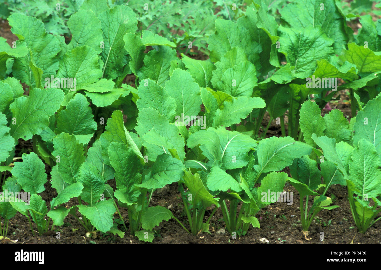 YOUNG TURNIPS GROWING (BRASSICA RAPA, RAPIFERA GROUP) 'TOKYO CROSS ...