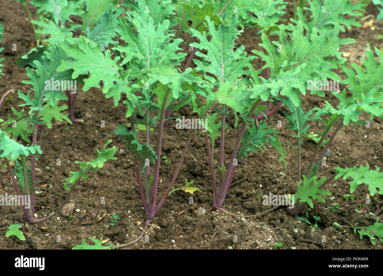 Winterbor hi-res stock photography and images - Alamy