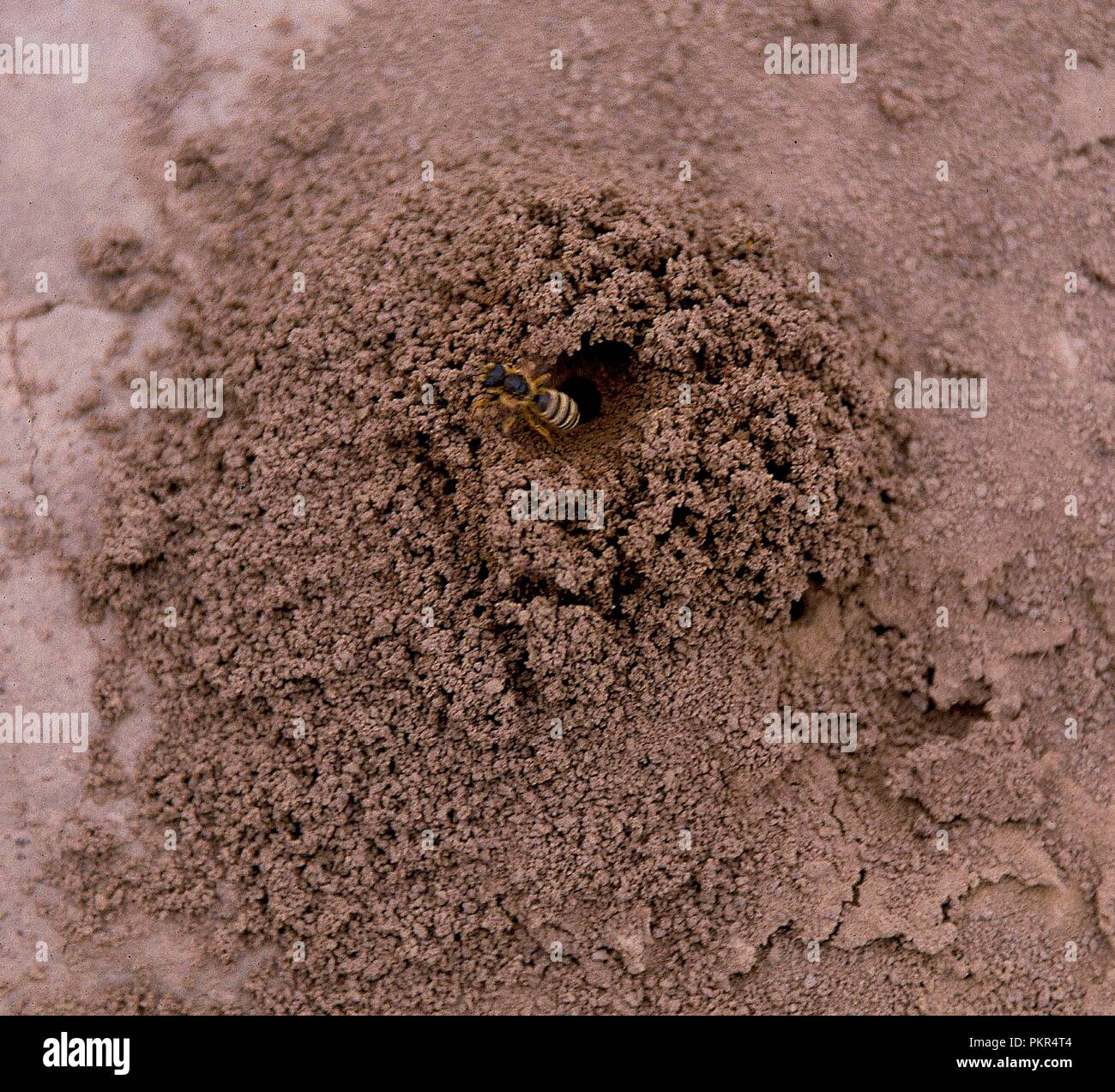 Un nido hi-res stock photography and images - Alamy