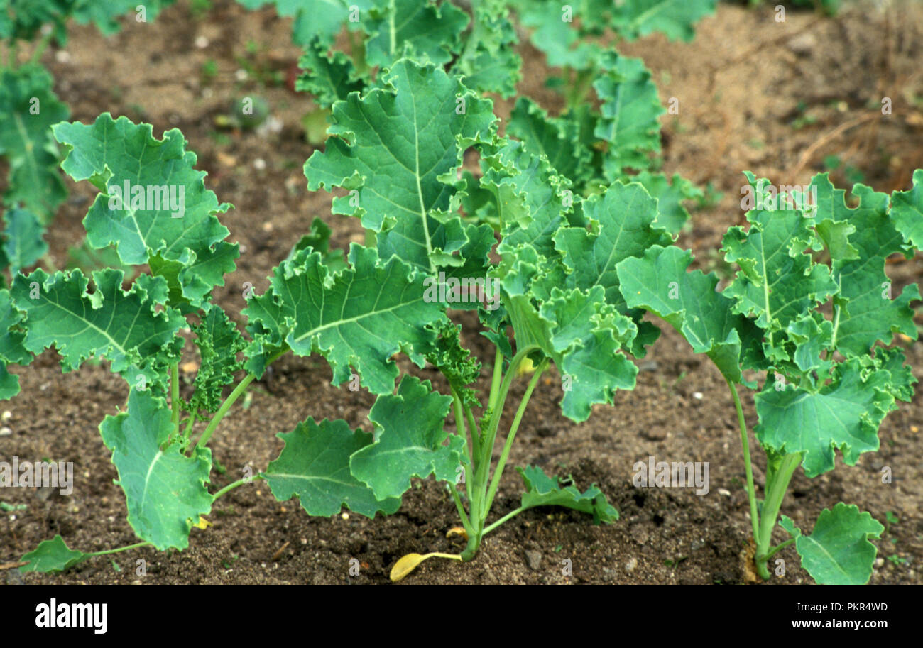 Winterbor hi-res stock photography and images - Alamy