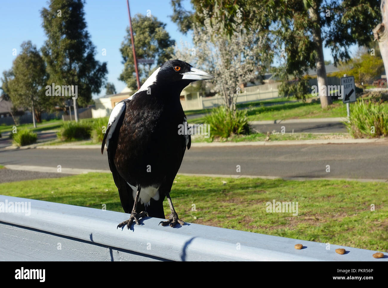 Friendly Magpie asking for food in suburban setting Stock Photo - Alamy