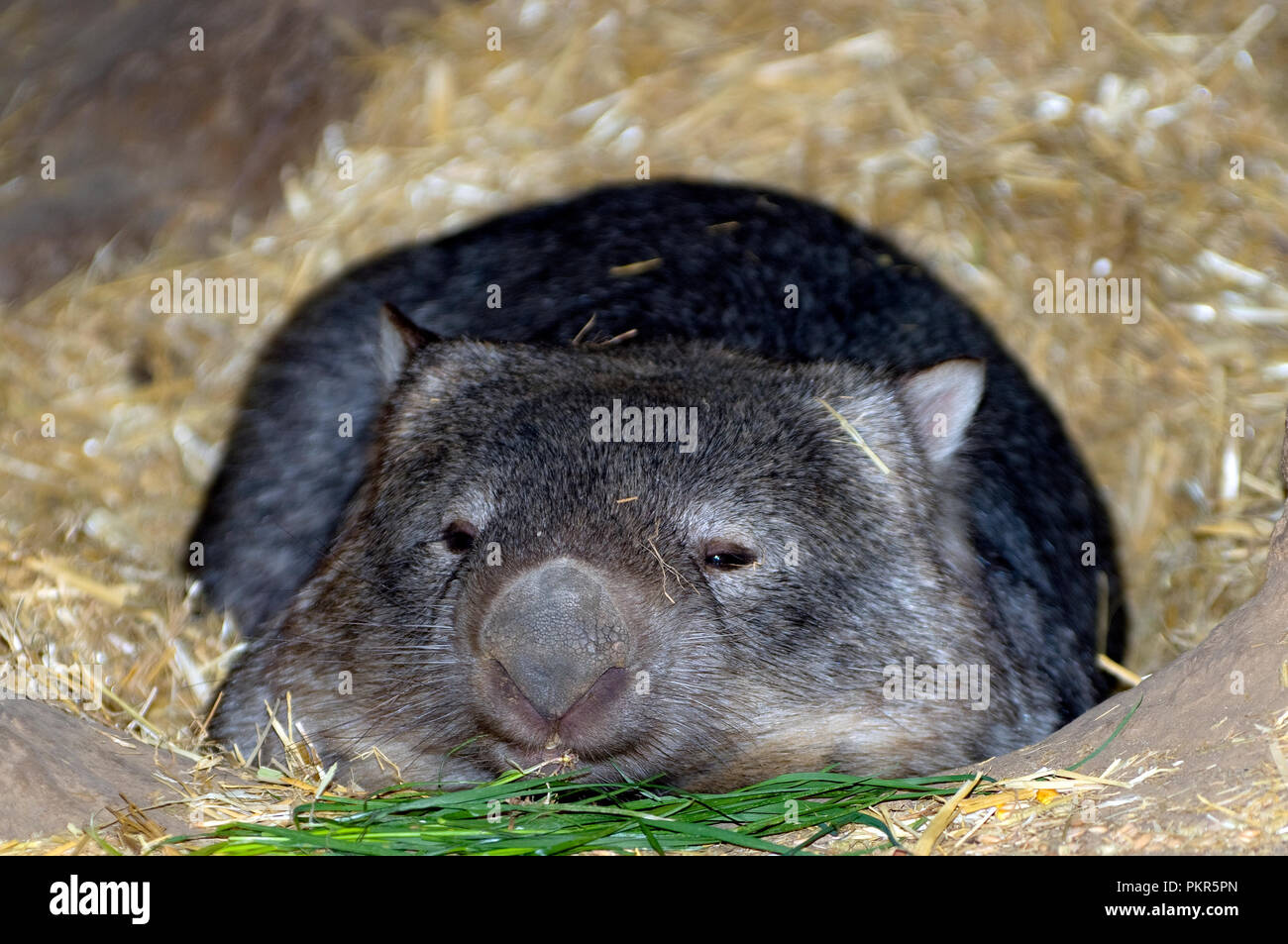 Wombat Animal High Resolution Stock Photography and Images - Alamy