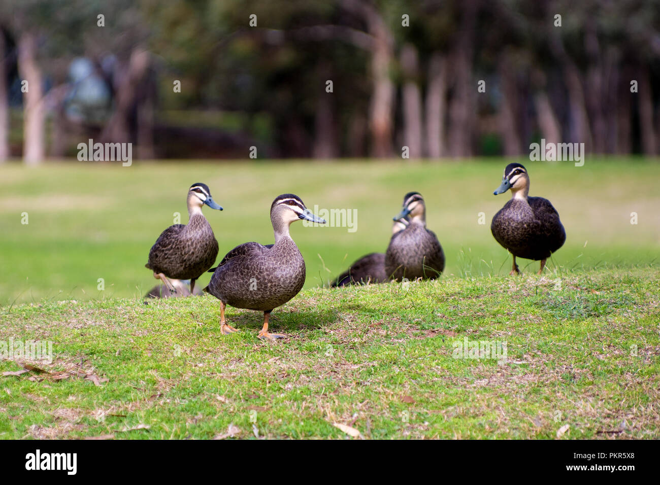 Team of ducks hi-res stock photography and images - Alamy