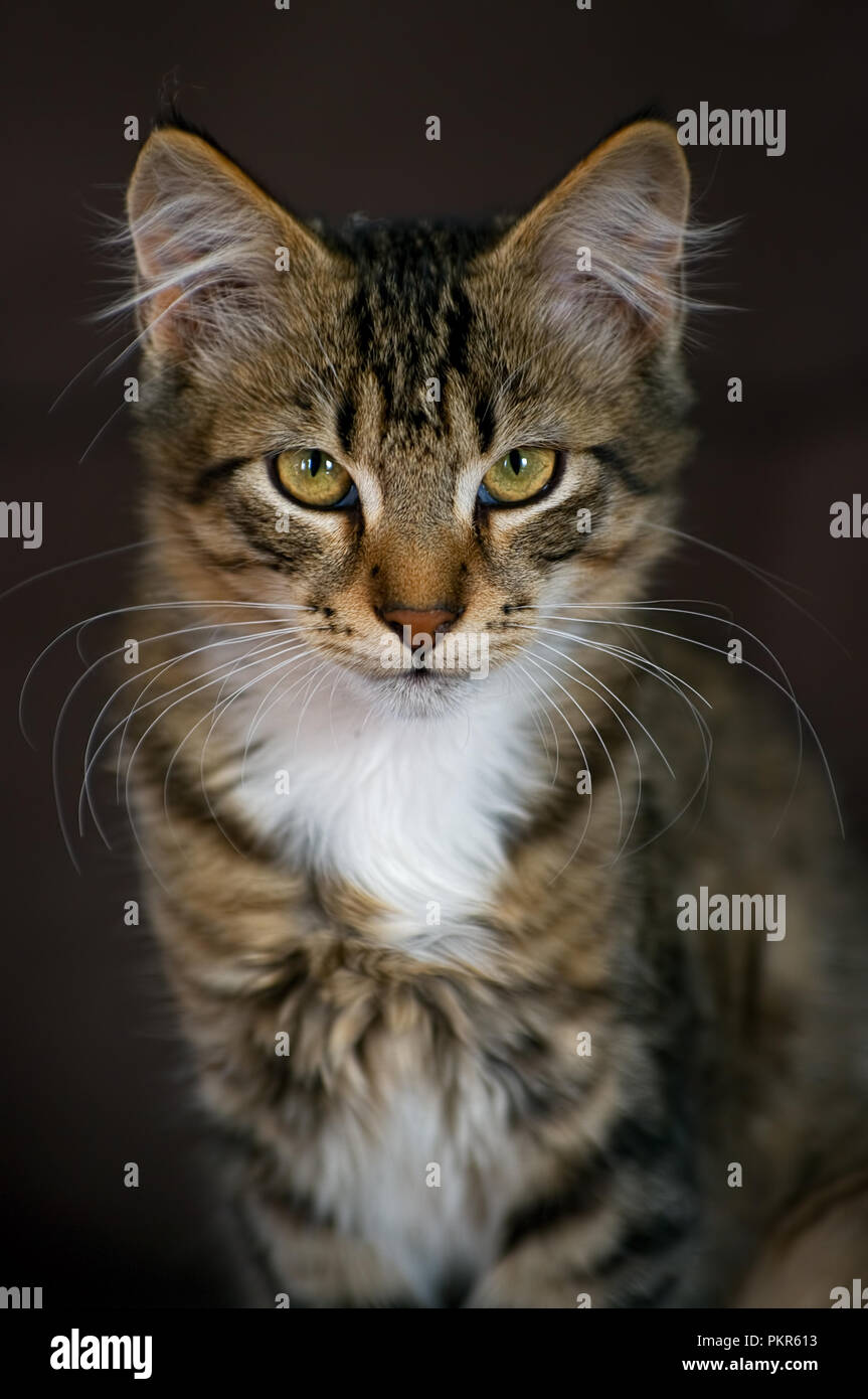 long haired domestic tabby cat staring into camera Stock Photo - Alamy