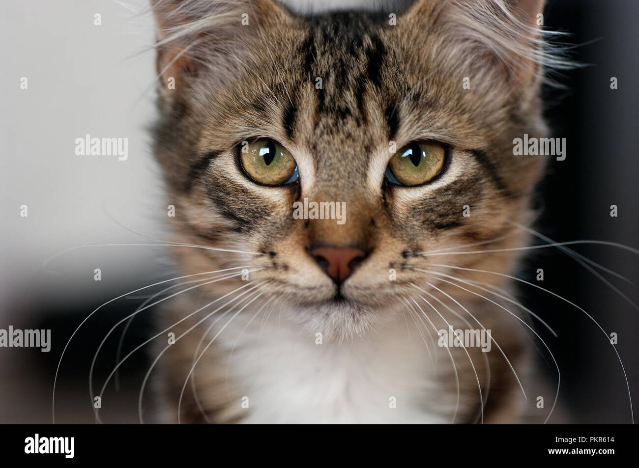 Tabby cat looking into camera hi-res stock photography and images - Alamy