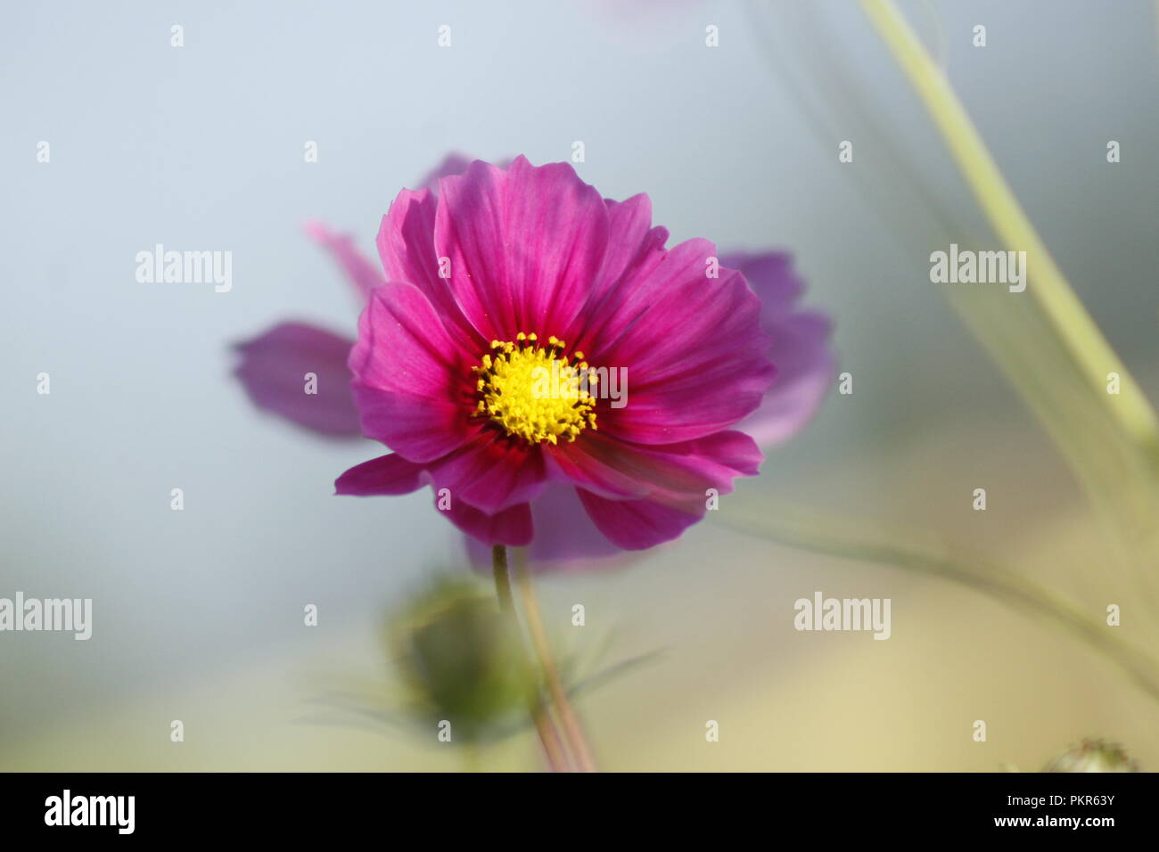 Plantas flora hi-res stock photography and images - Alamy