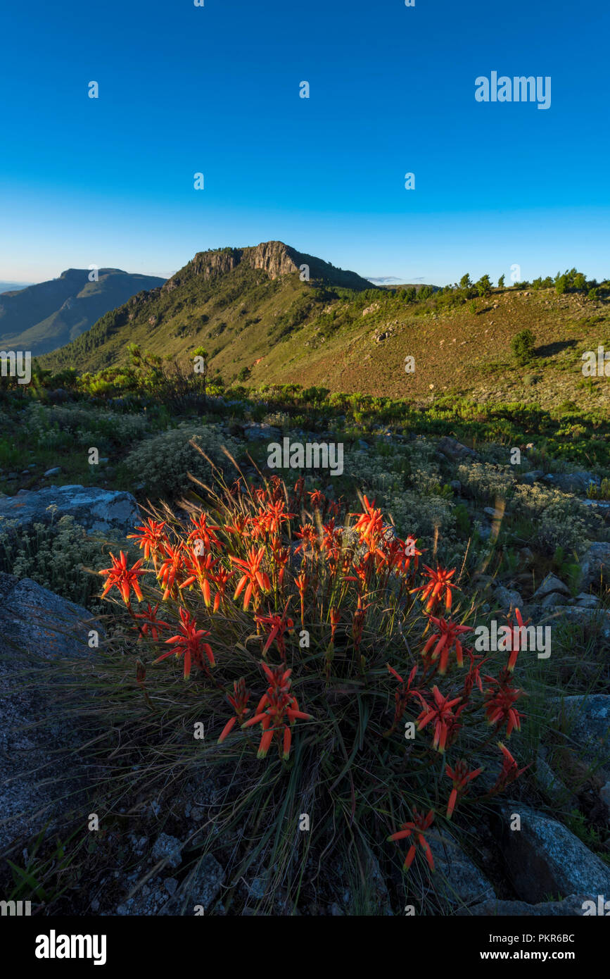 Aloe inyangensis africa hi-res stock photography and images - Alamy