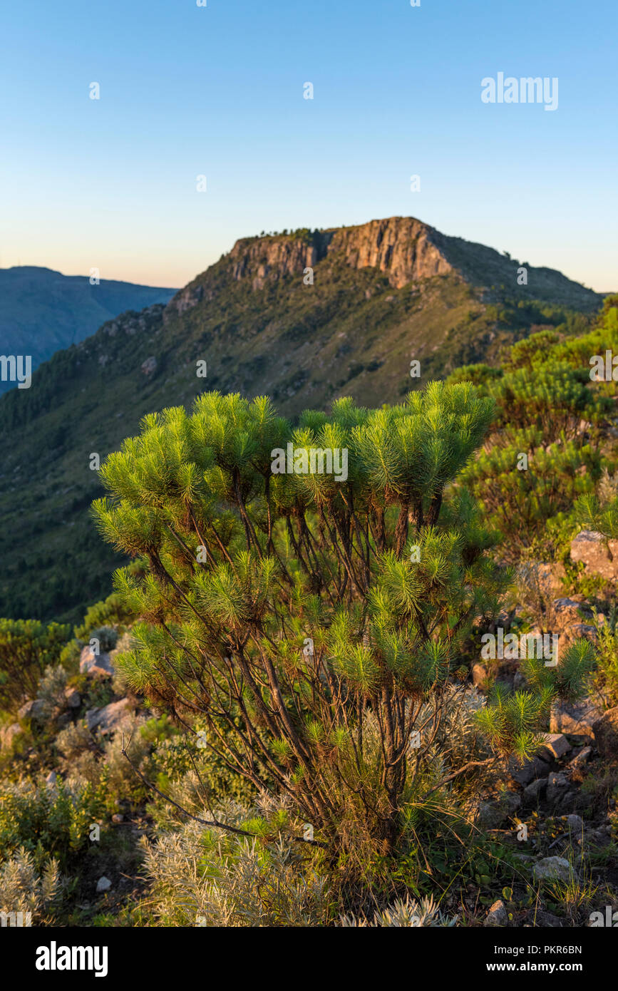 Worlds view in Zimbabwe's Eastern Highlands Stock Photo - Alamy