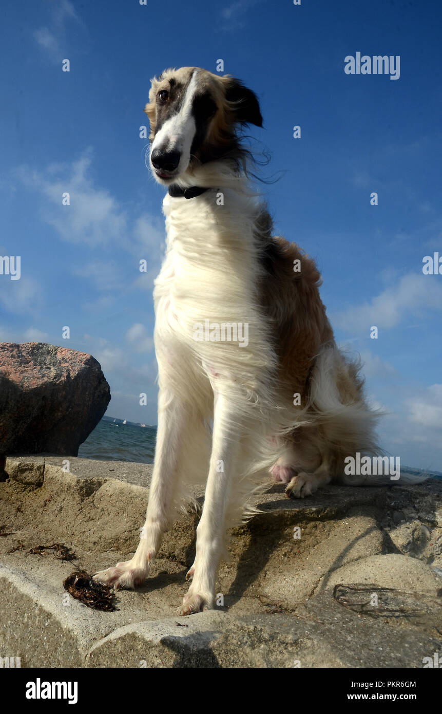 Decayed canine hi-res stock photography and images - Alamy