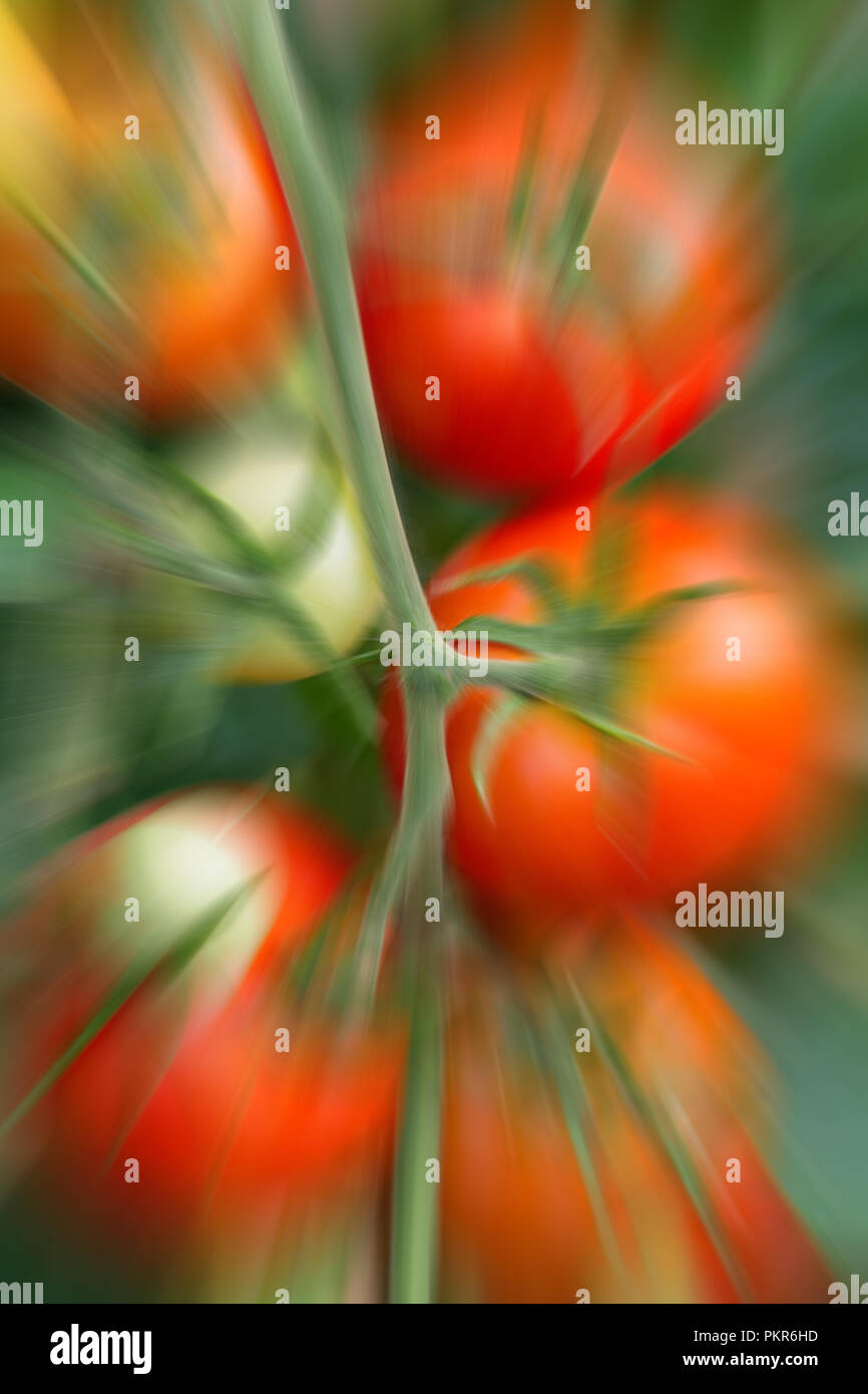 Planting tomatos hi-res stock photography and images - Alamy