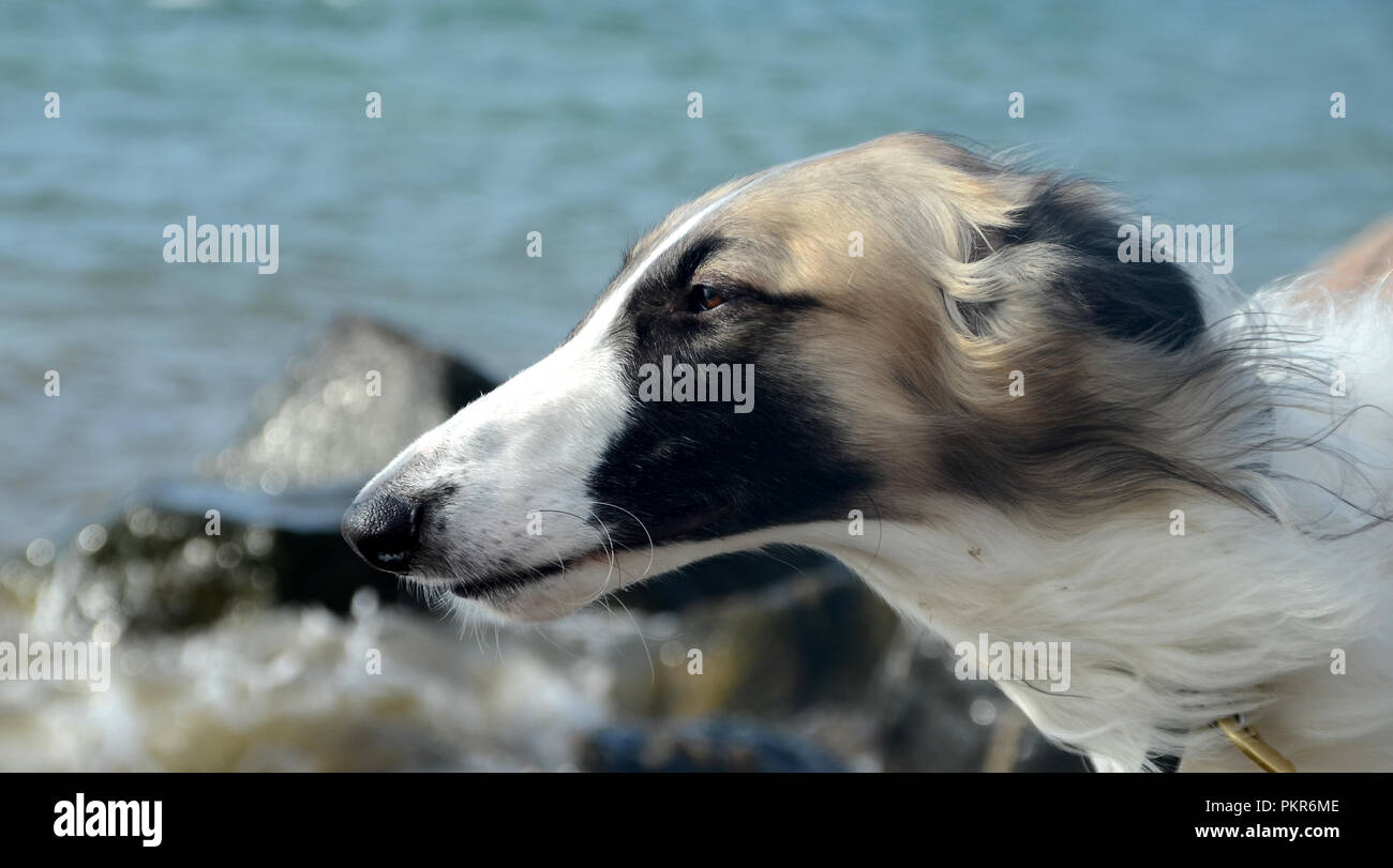 Borzoi face side portrait Stock Photo - Alamy