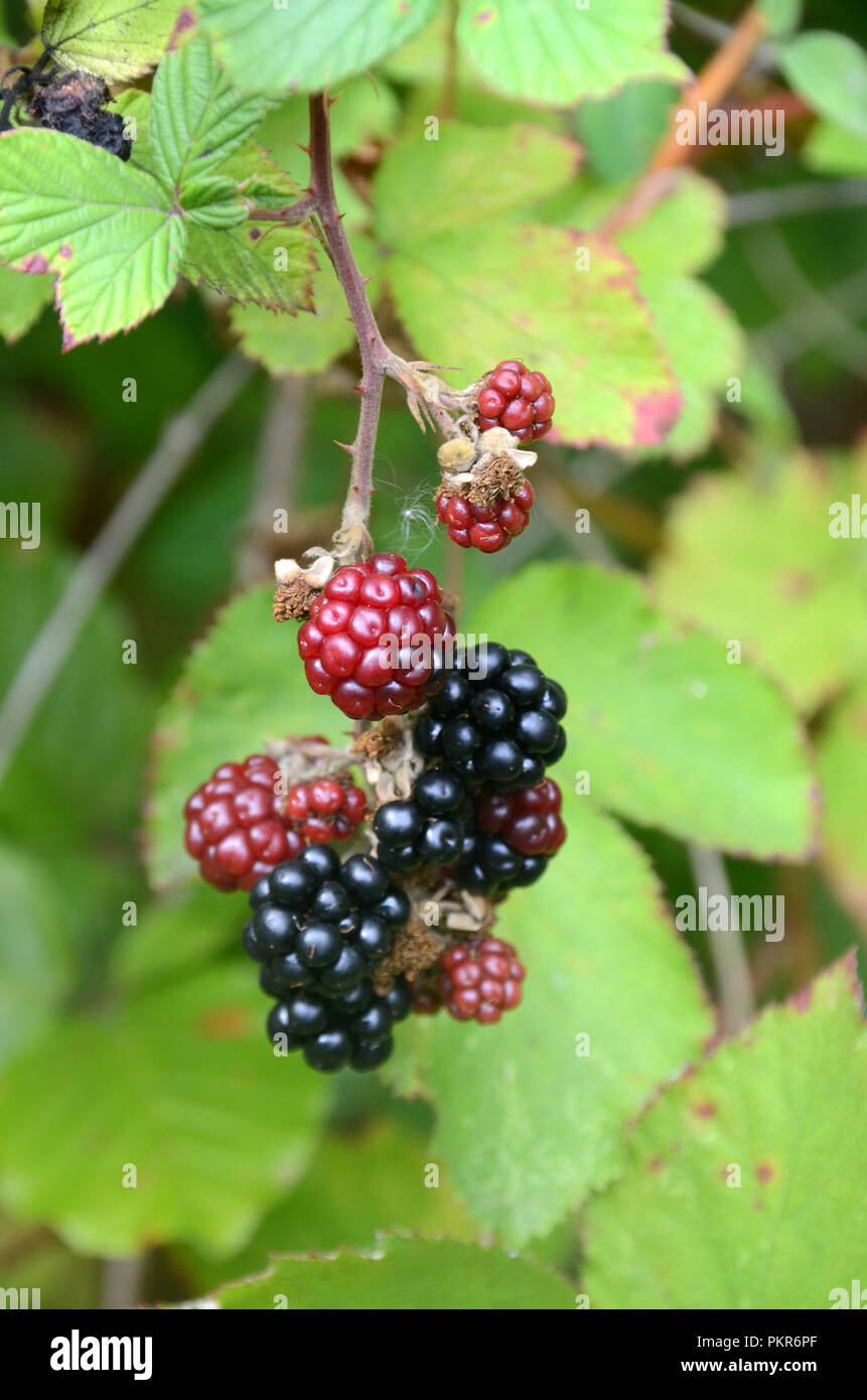 Blackberry cluster hi-res stock photography and images - Alamy