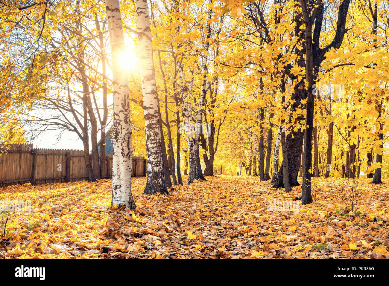 Sunny autumn in the park Stock Photo - Alamy