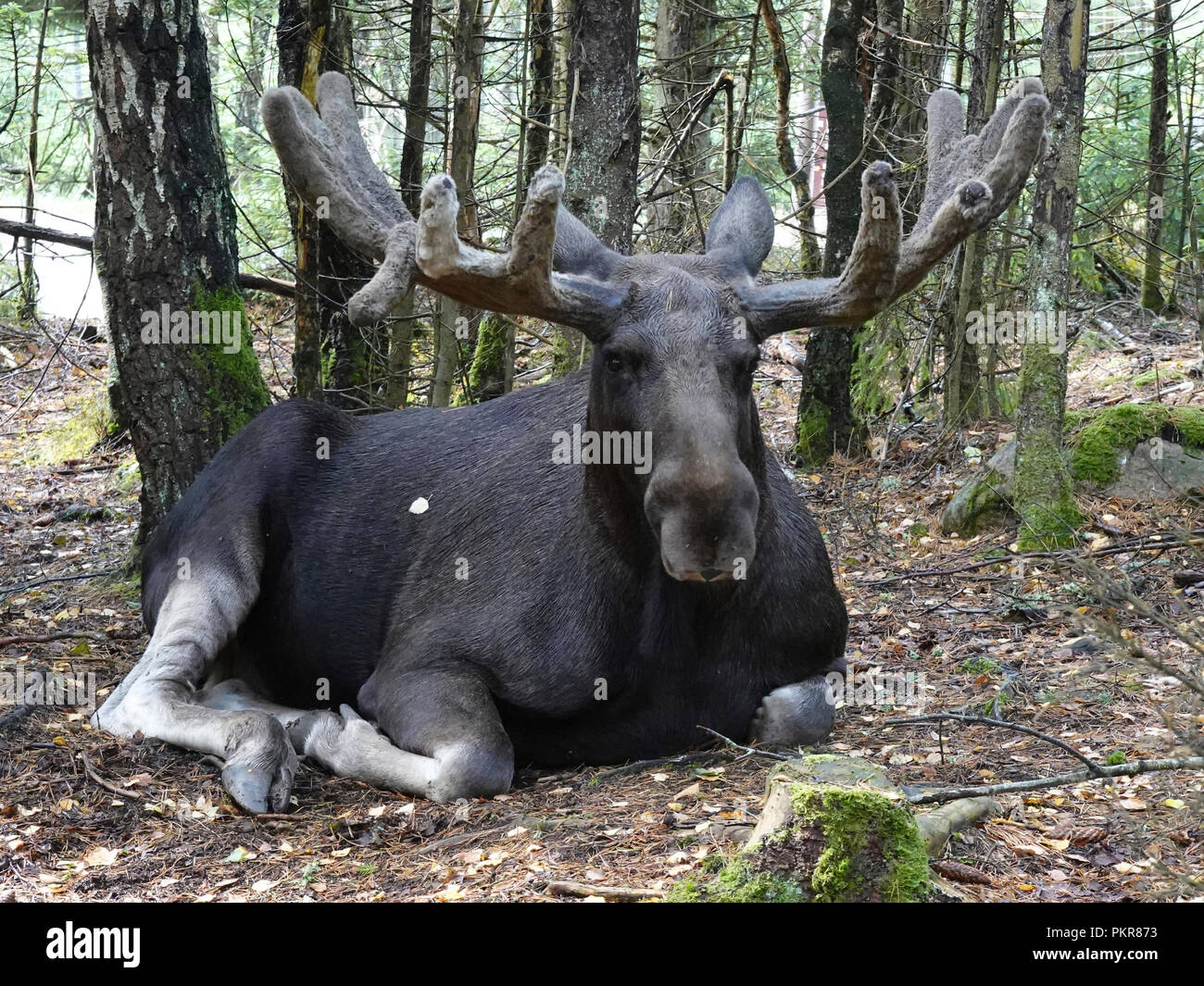 Eurasian Elk in its natural habitat in Sweden Stock Photo - Alamy