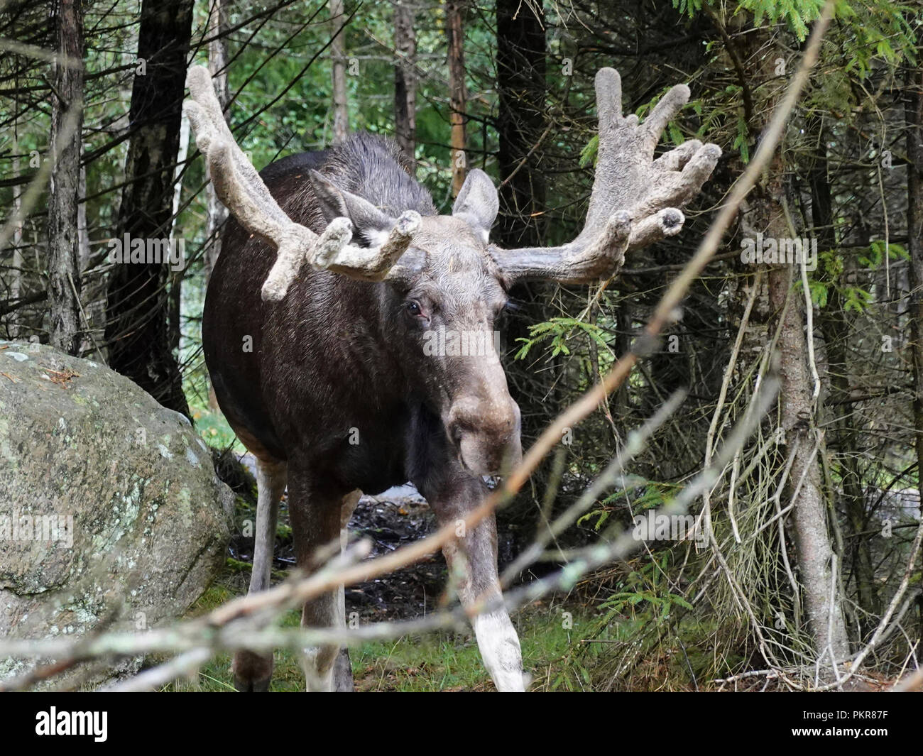 Eurasian Elk in its natural habitat in Sweden Stock Photo - Alamy