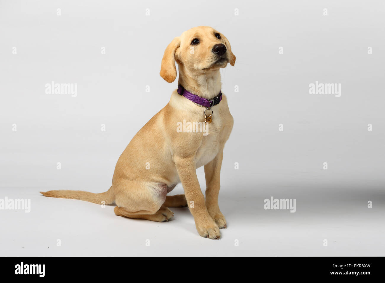 Golden labrador retriever hi-res stock photography and images - Alamy