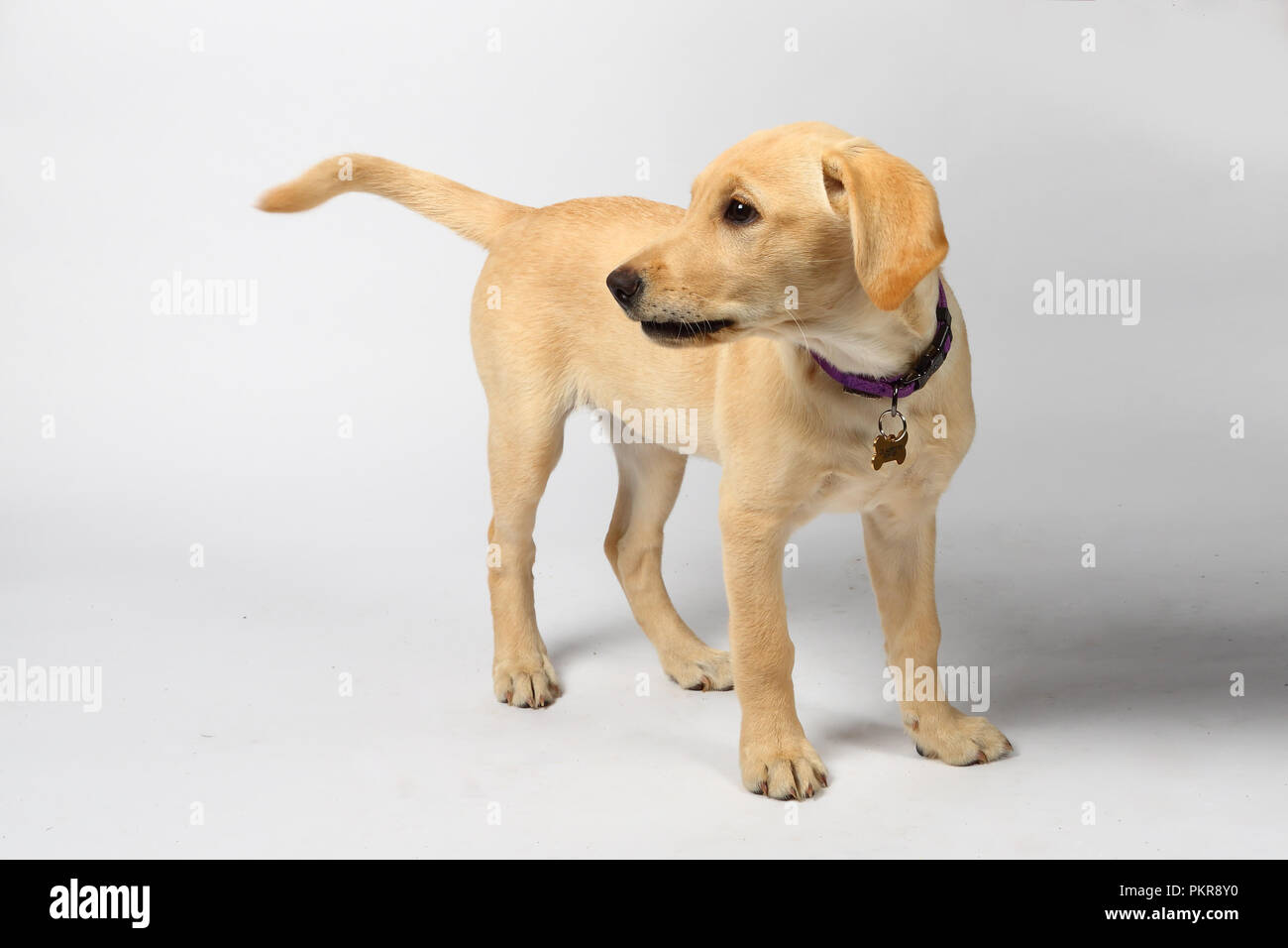 Golden retriever portrait studio hi-res stock photography and images ...