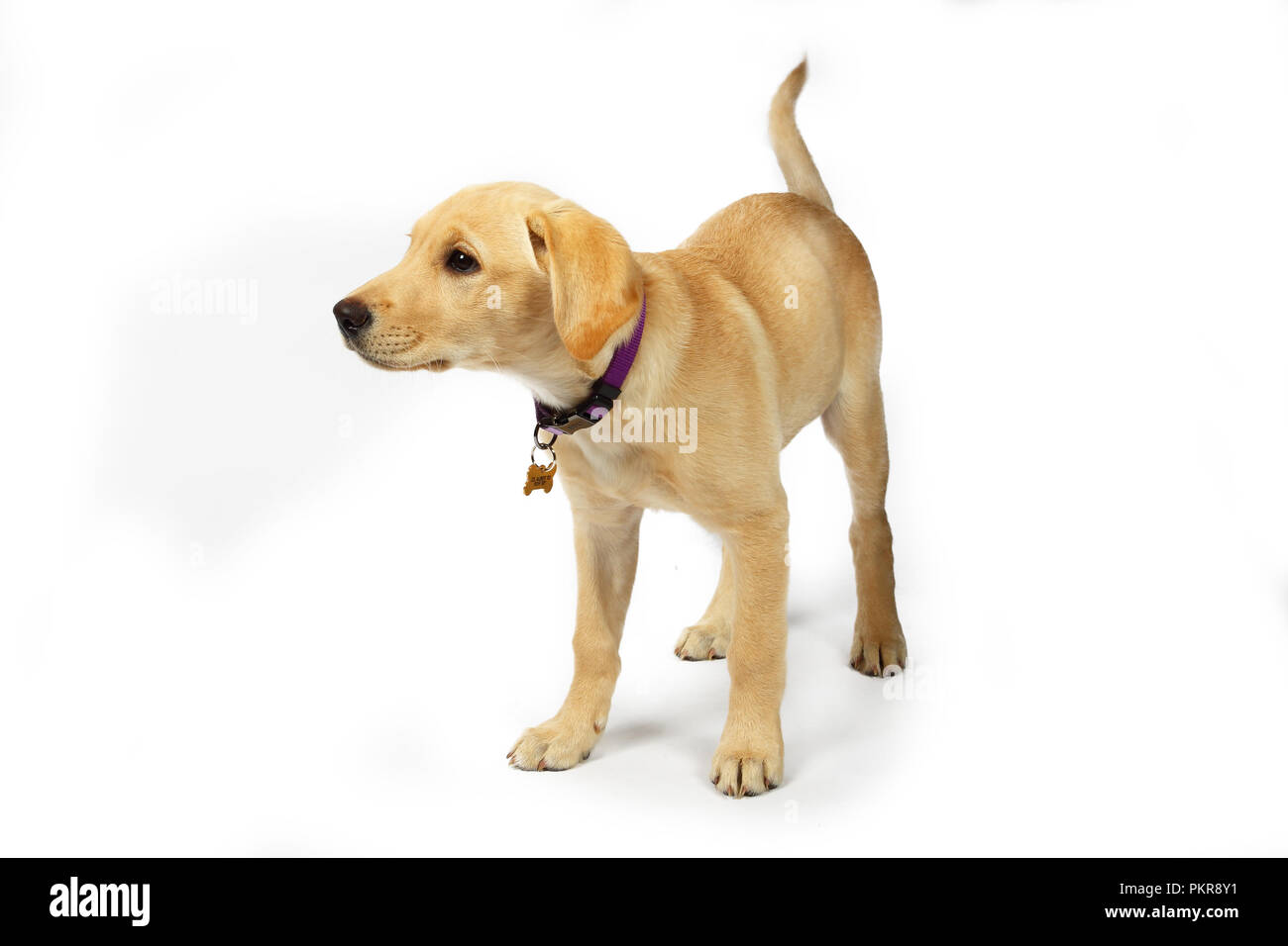 Studio pictures of a Golden Labrador Retriever puppy Stock Photo - Alamy