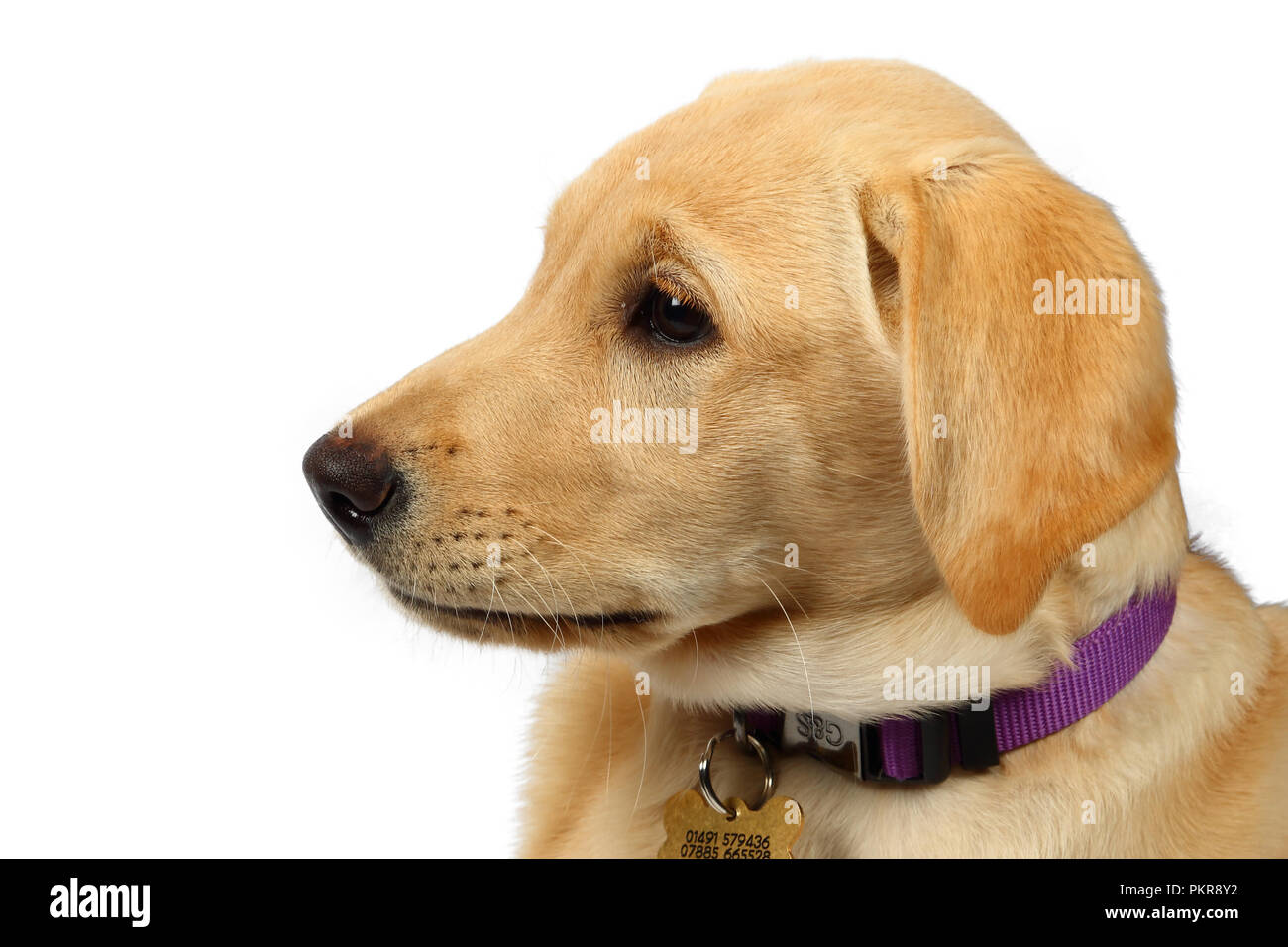 Golden labrador retriever hi-res stock photography and images - Alamy