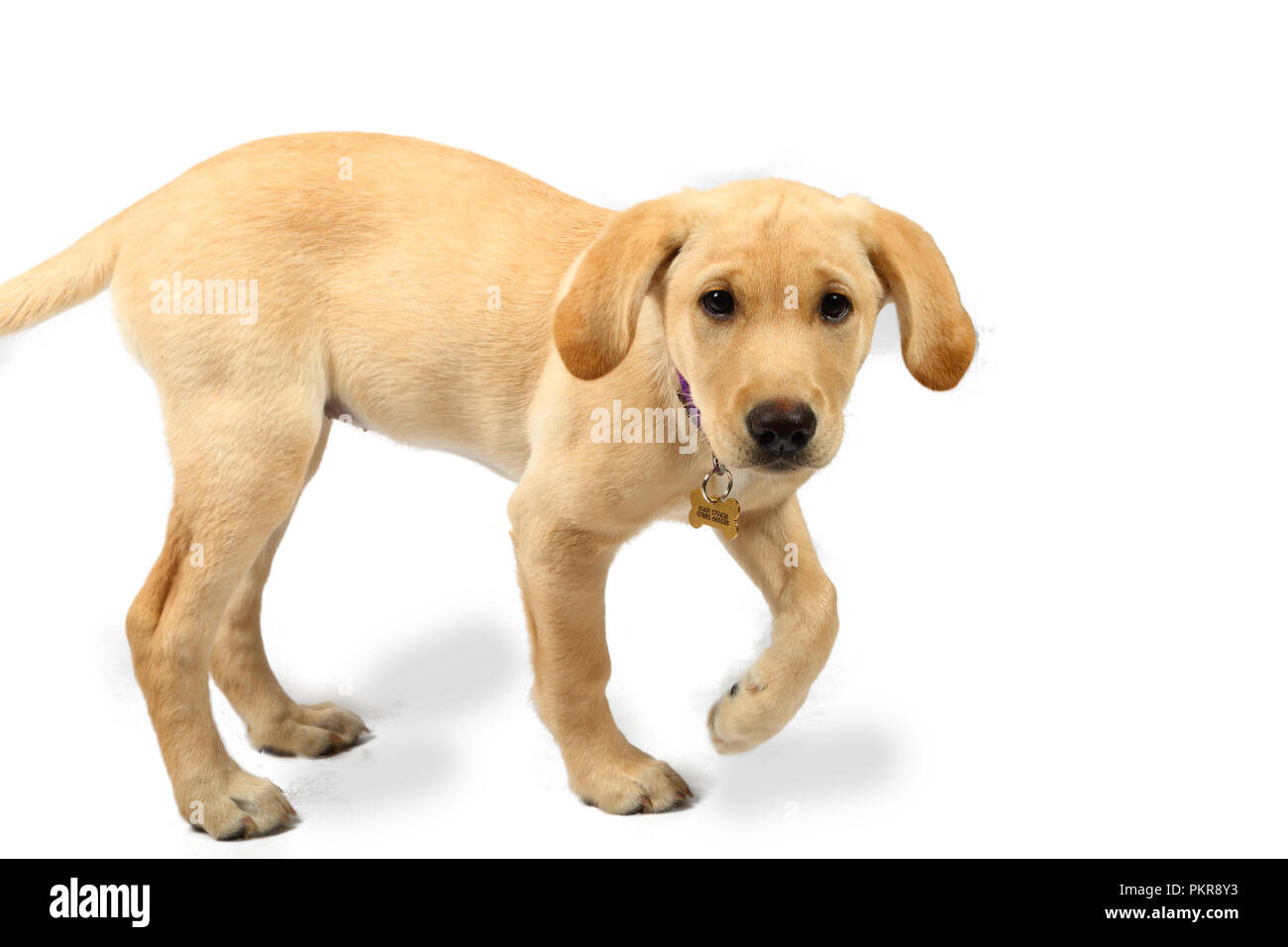 Studio pictures of a Golden Labrador Retriever puppy Stock Photo - Alamy