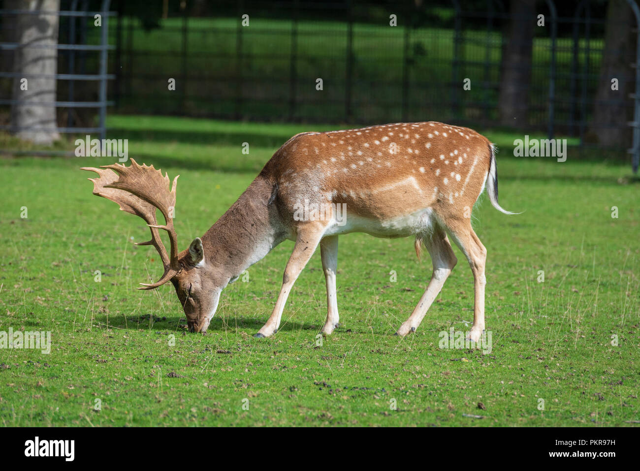 Palmated antlers hi-res stock photography and images - Alamy