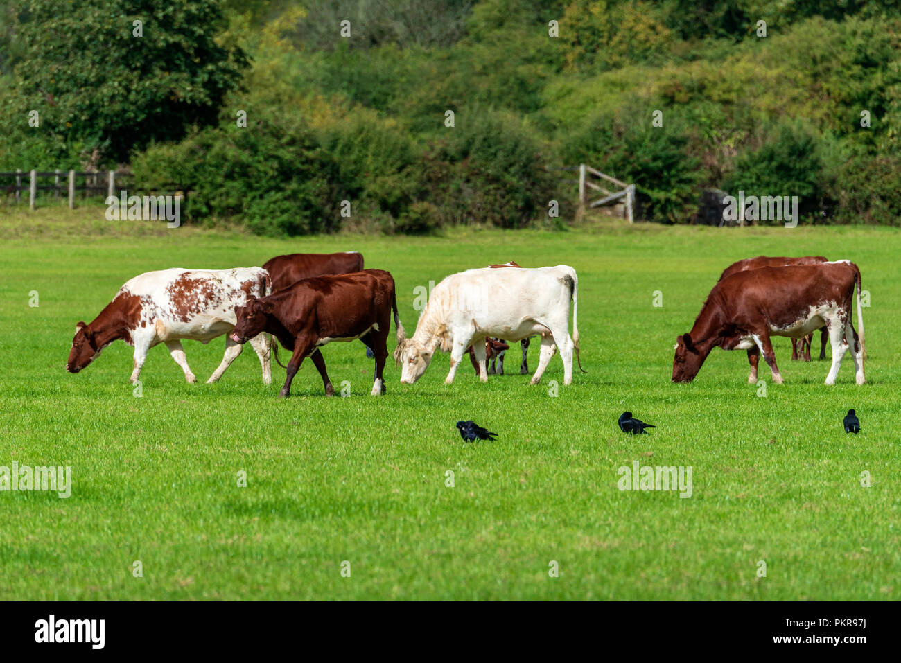 Palmated deer hi-res stock photography and images - Alamy