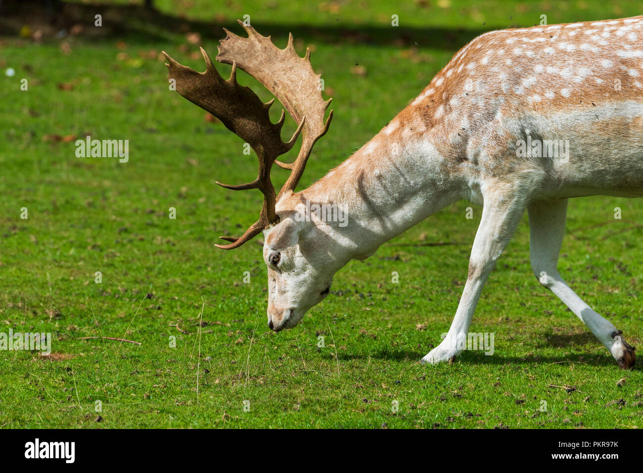 Palmated deer hi-res stock photography and images - Alamy