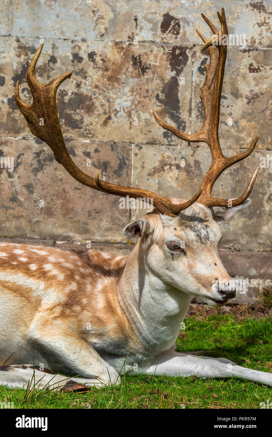 Palmated deer hi-res stock photography and images - Alamy