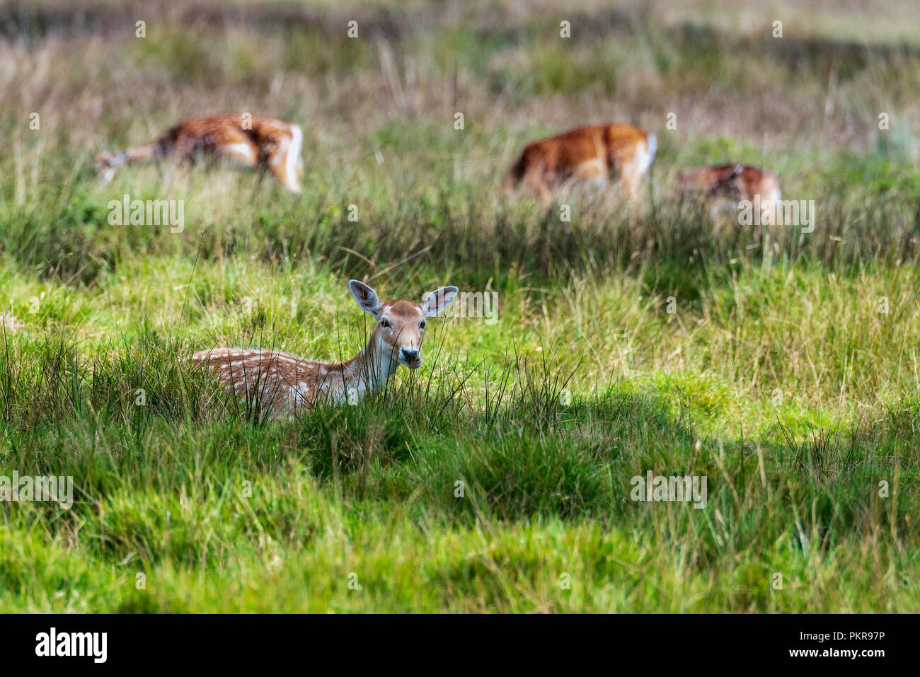 Palmated deer hi-res stock photography and images - Alamy