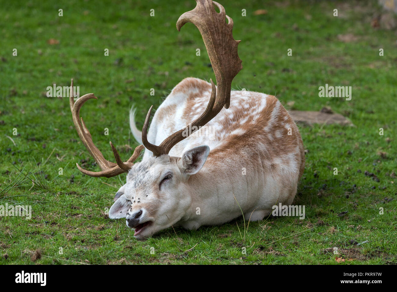 Deer flies hi-res stock photography and images - Alamy