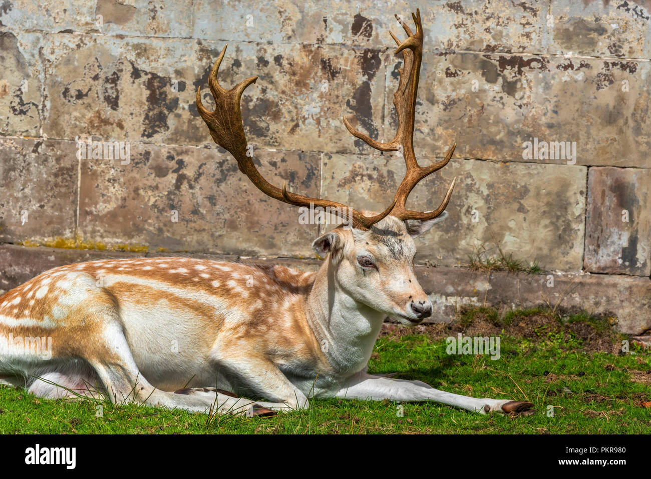 Palmated deer hi-res stock photography and images - Alamy