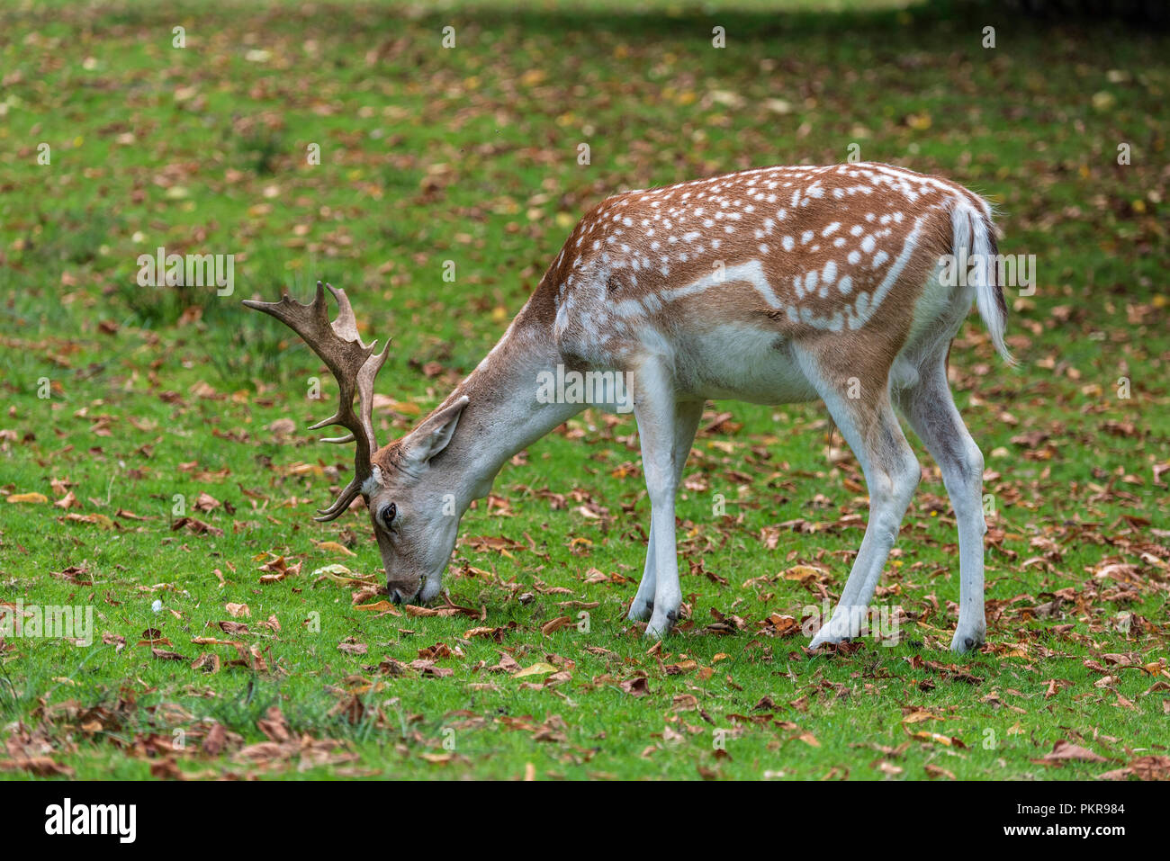 Palmated deer hi-res stock photography and images - Alamy