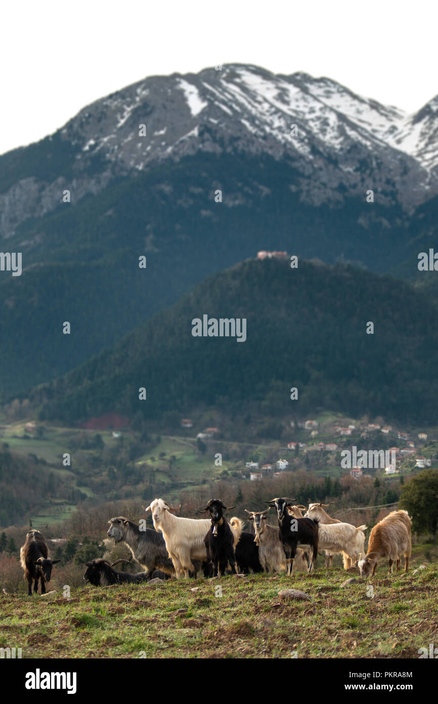Goat landscape animal head hi-res stock photography and images - Alamy