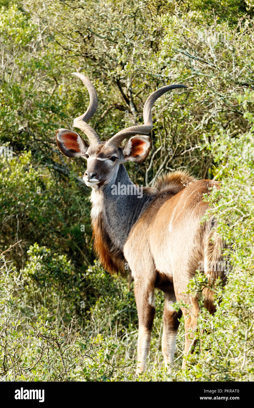 African wild greater kudu bull hi-res stock photography and images - Alamy