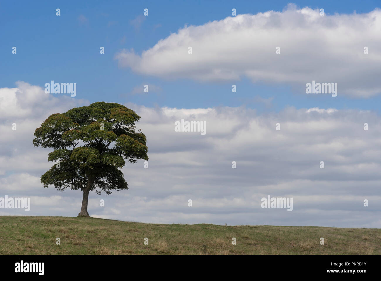 Lone solitary tree on skyline. Blue sky white clouds Stock Photo - Alamy