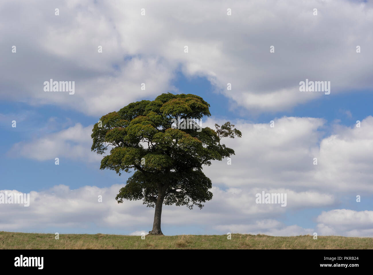 Single solitary tree hi-res stock photography and images - Alamy