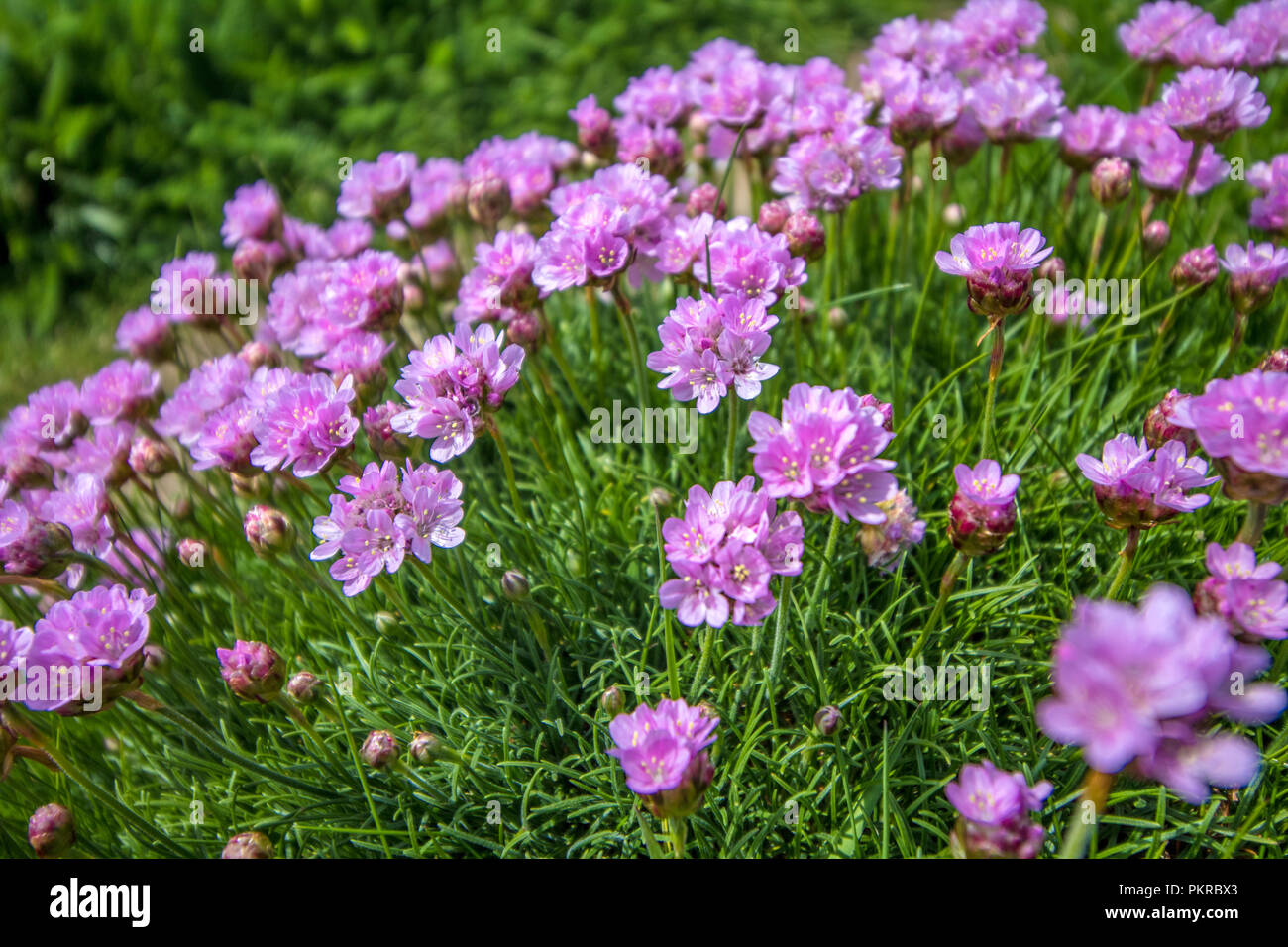Wild pink flowers known as thrift or sea pink growing on the cliff top ...