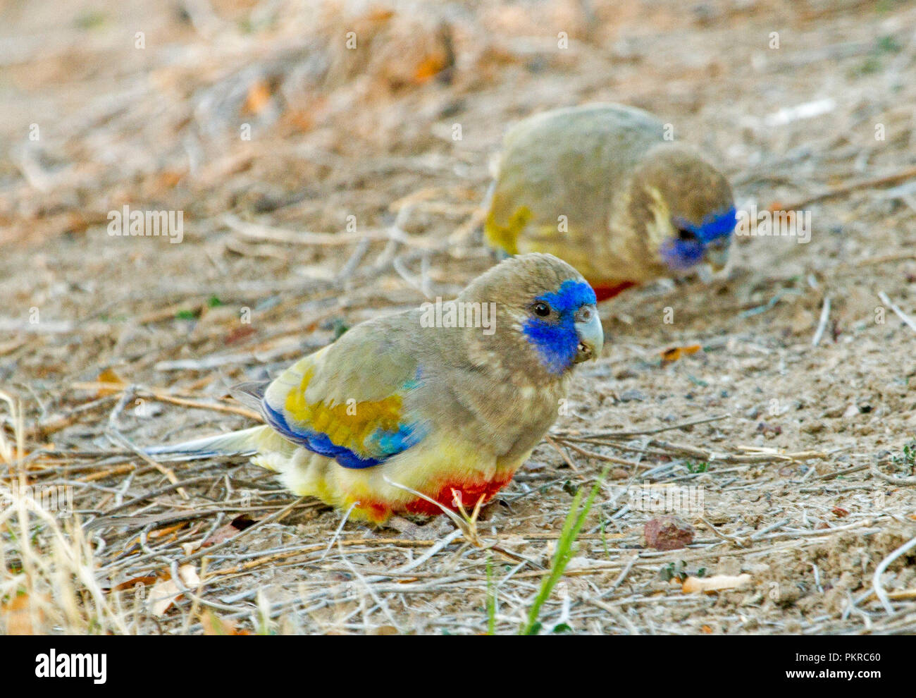 Blue bonnet parrot hi-res stock photography and images - Alamy