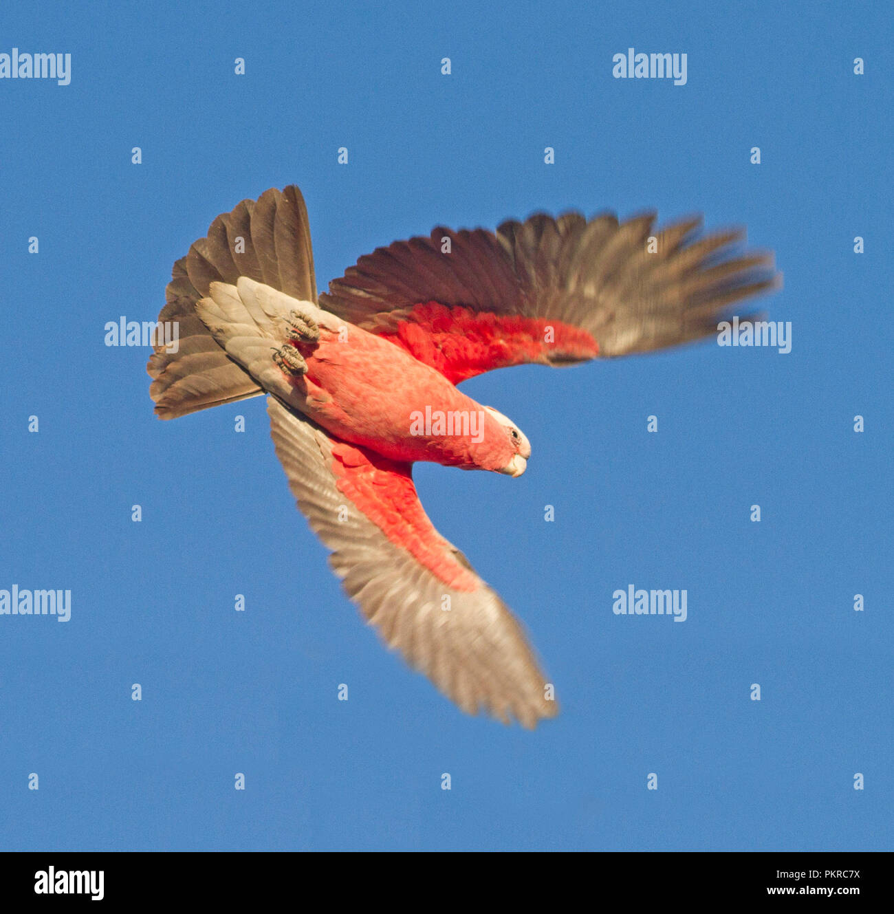 Galah australian bird native hi-res stock photography and images - Alamy