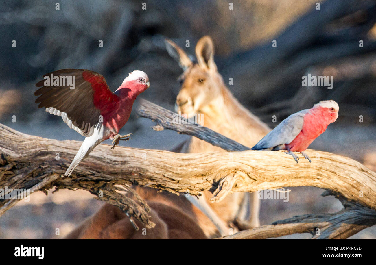 Galah in the wild hi-res stock photography and images - Alamy