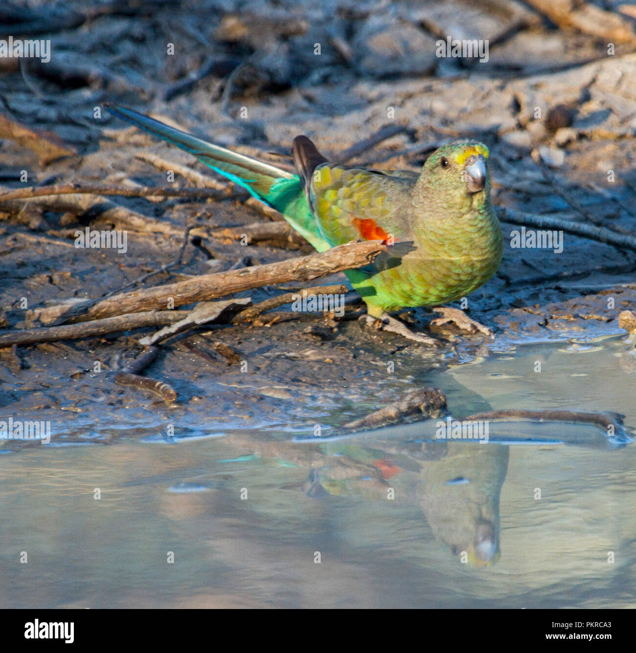 Australian bird australia birds hi-res stock photography and images - Alamy