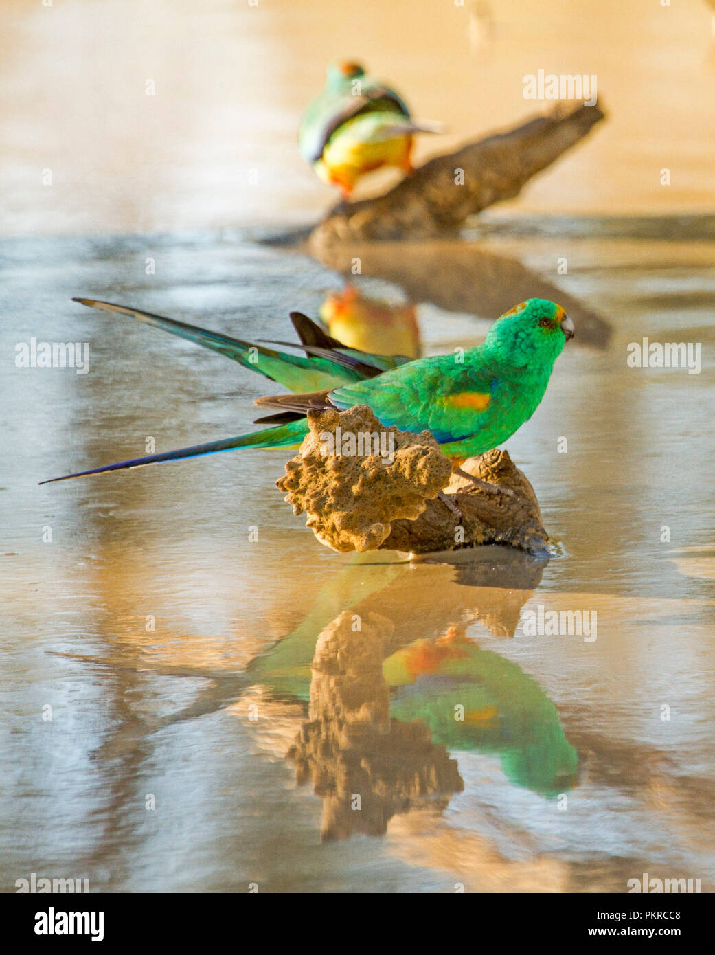 Australian bird australia birds hi-res stock photography and images - Alamy