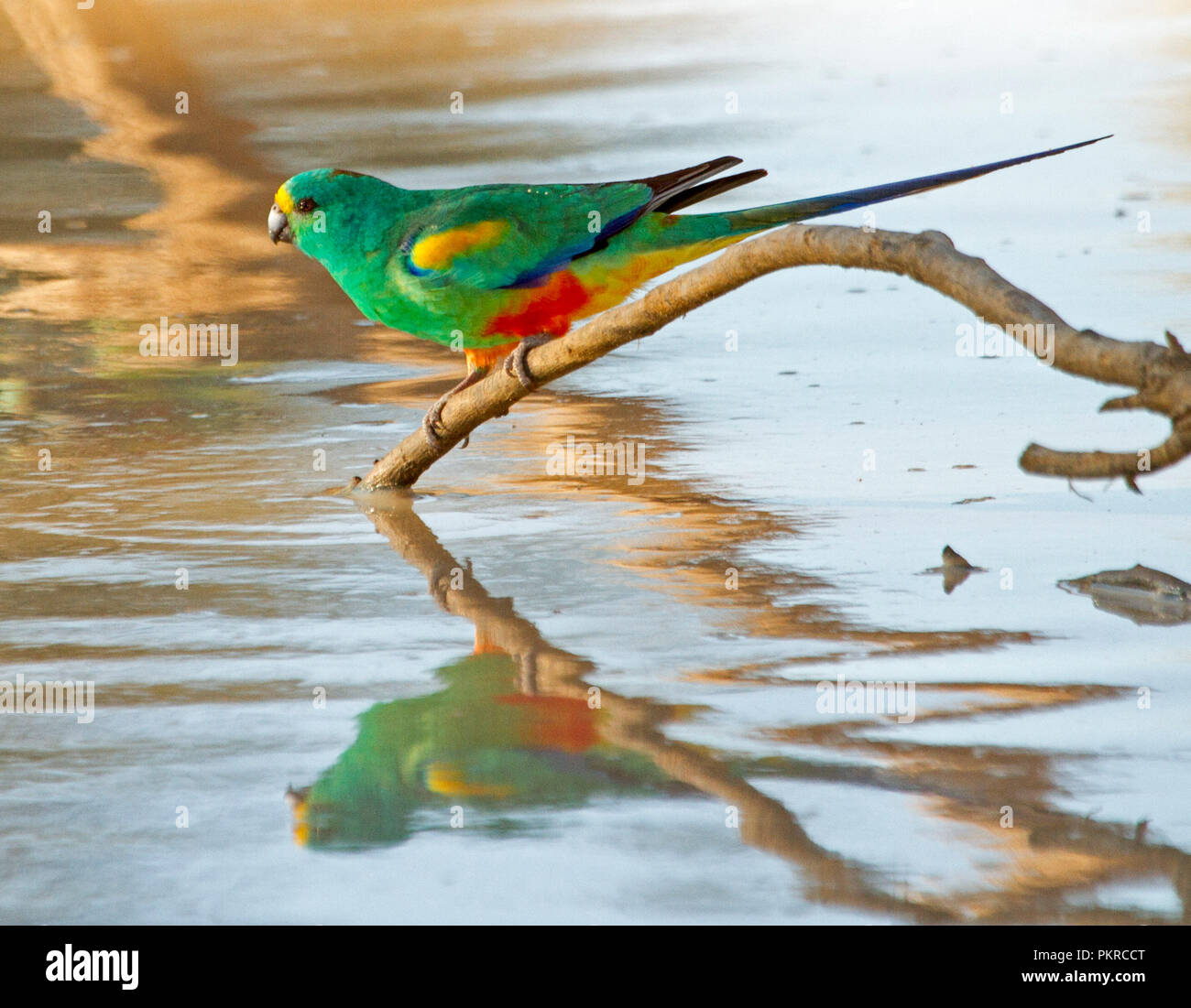 Australian bird australia birds hi-res stock photography and images - Alamy